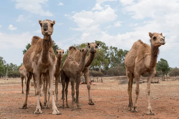 Camels australia Stock Photos, Royalty Free Camels australia Images ...