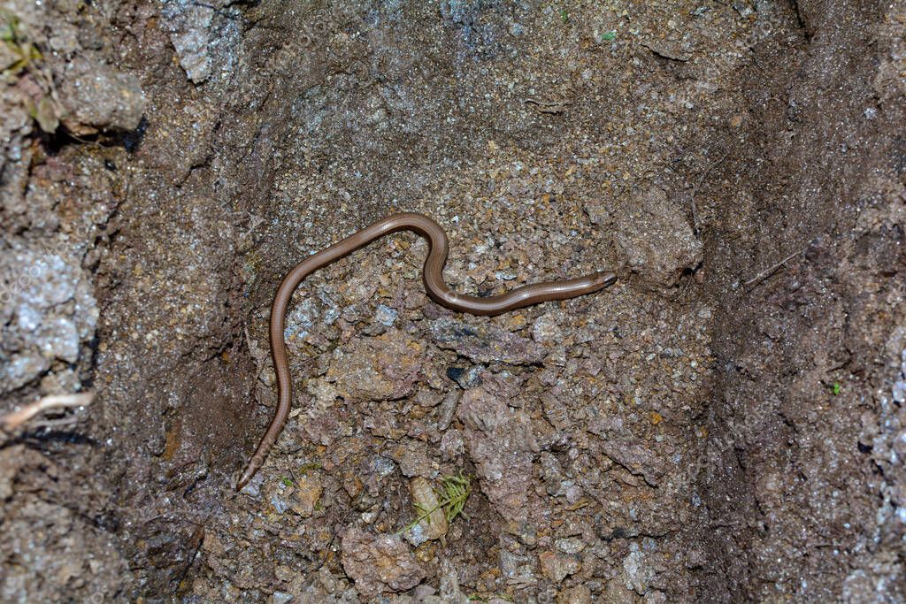 Un gusano ciego marrón largo (Anguis fragilis) en el suelo 2022