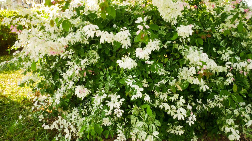 Hermosa peque a flor blanca nombre Mok en el parque del jard n (Nombre ...