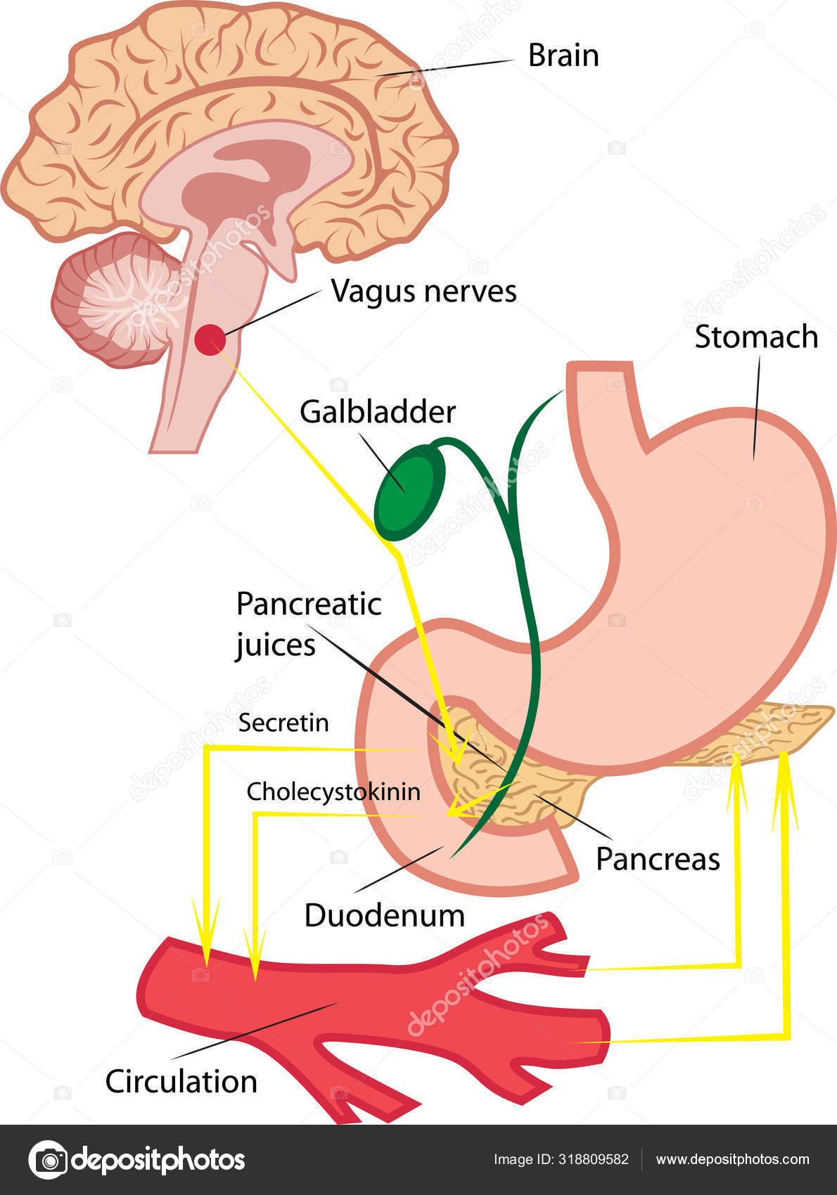 Pancreatic Secretion Human Body Vector Illustration Infographics Stock ...