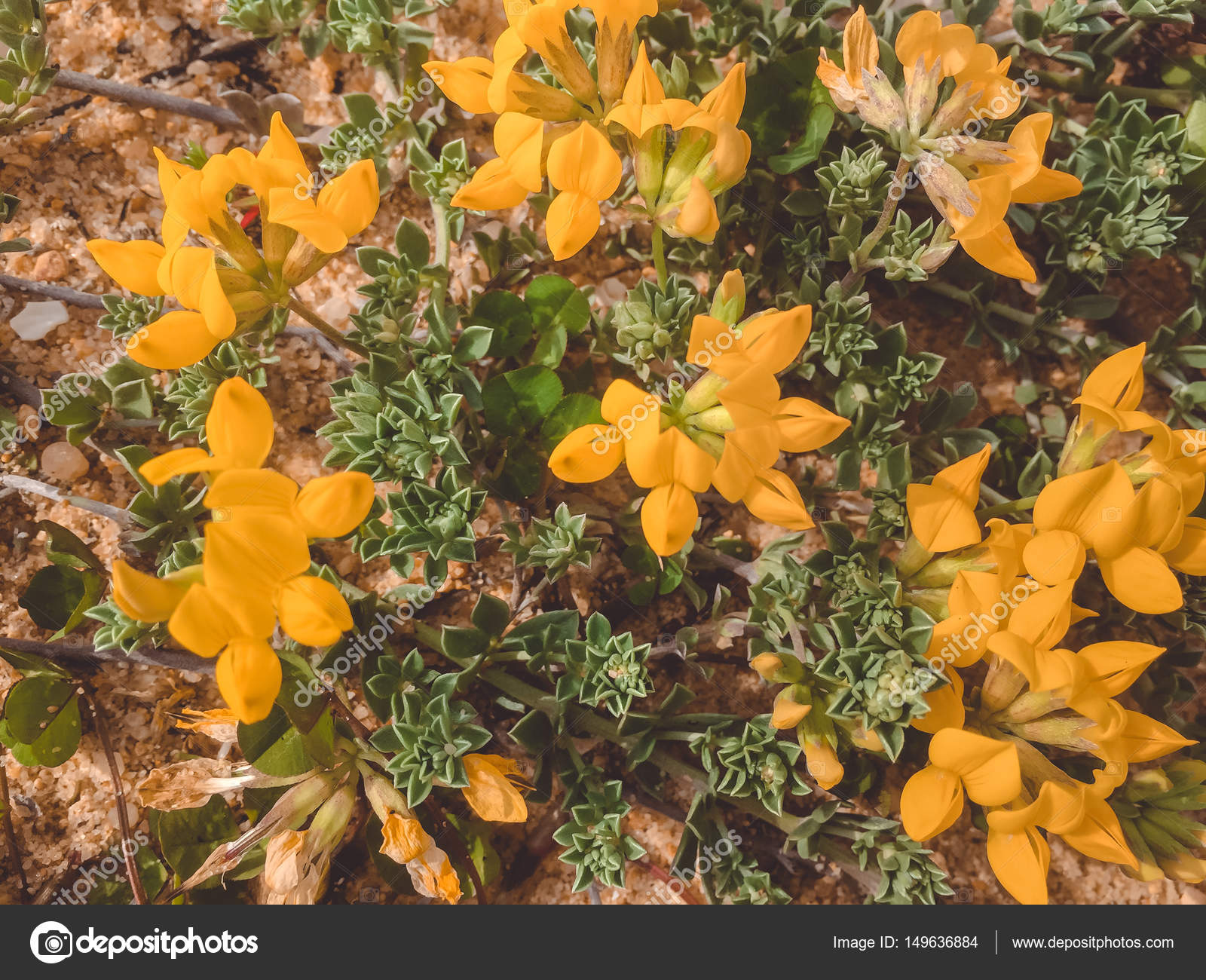 Macro Closeup Yellow Ononis Natrix Colorful Natural Background Stock ...