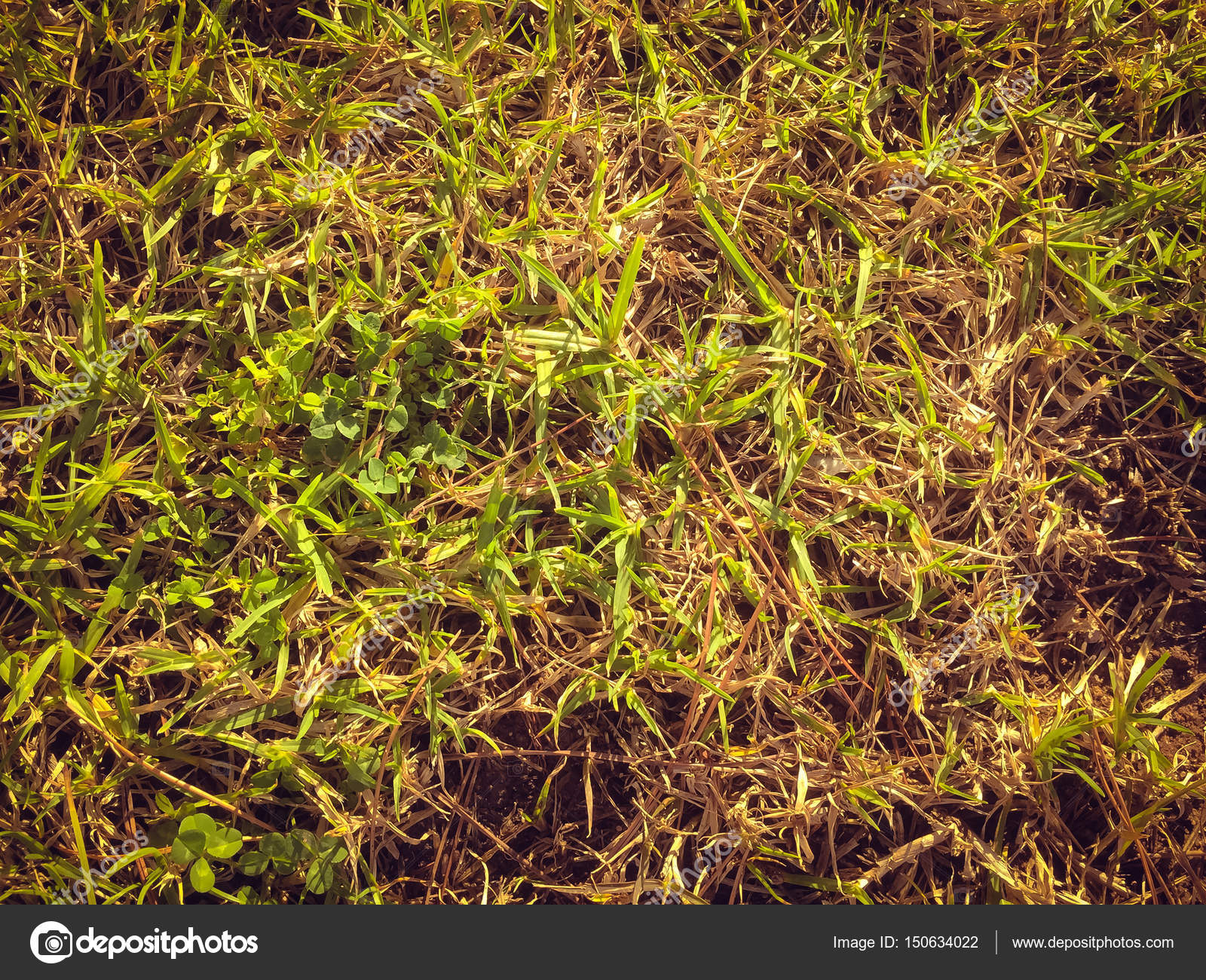 Close Image Green Grass Texture Background Top Side Macro View Stock ...