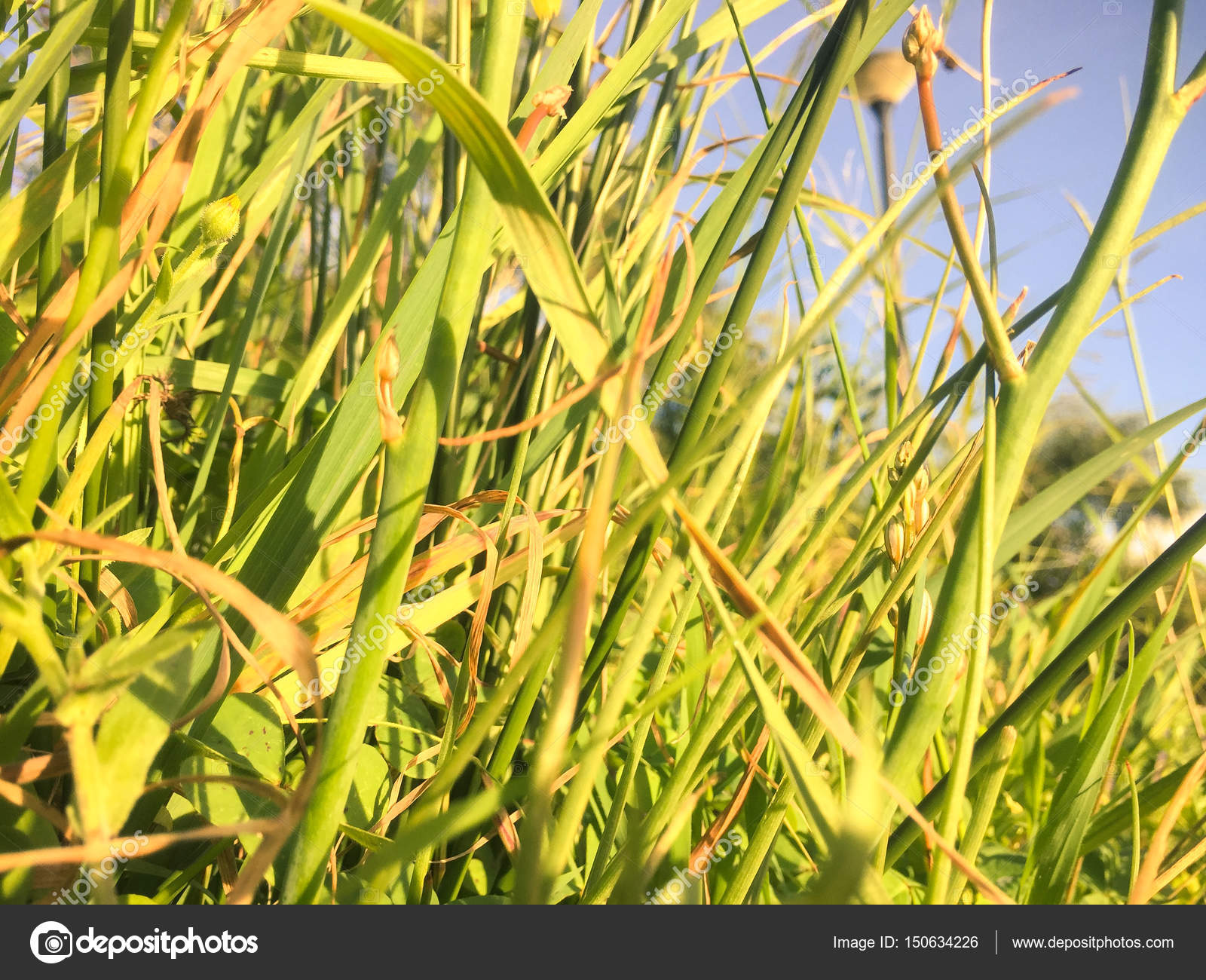 Close Image Green Grass Texture Background Top Side Macro View Stock ...