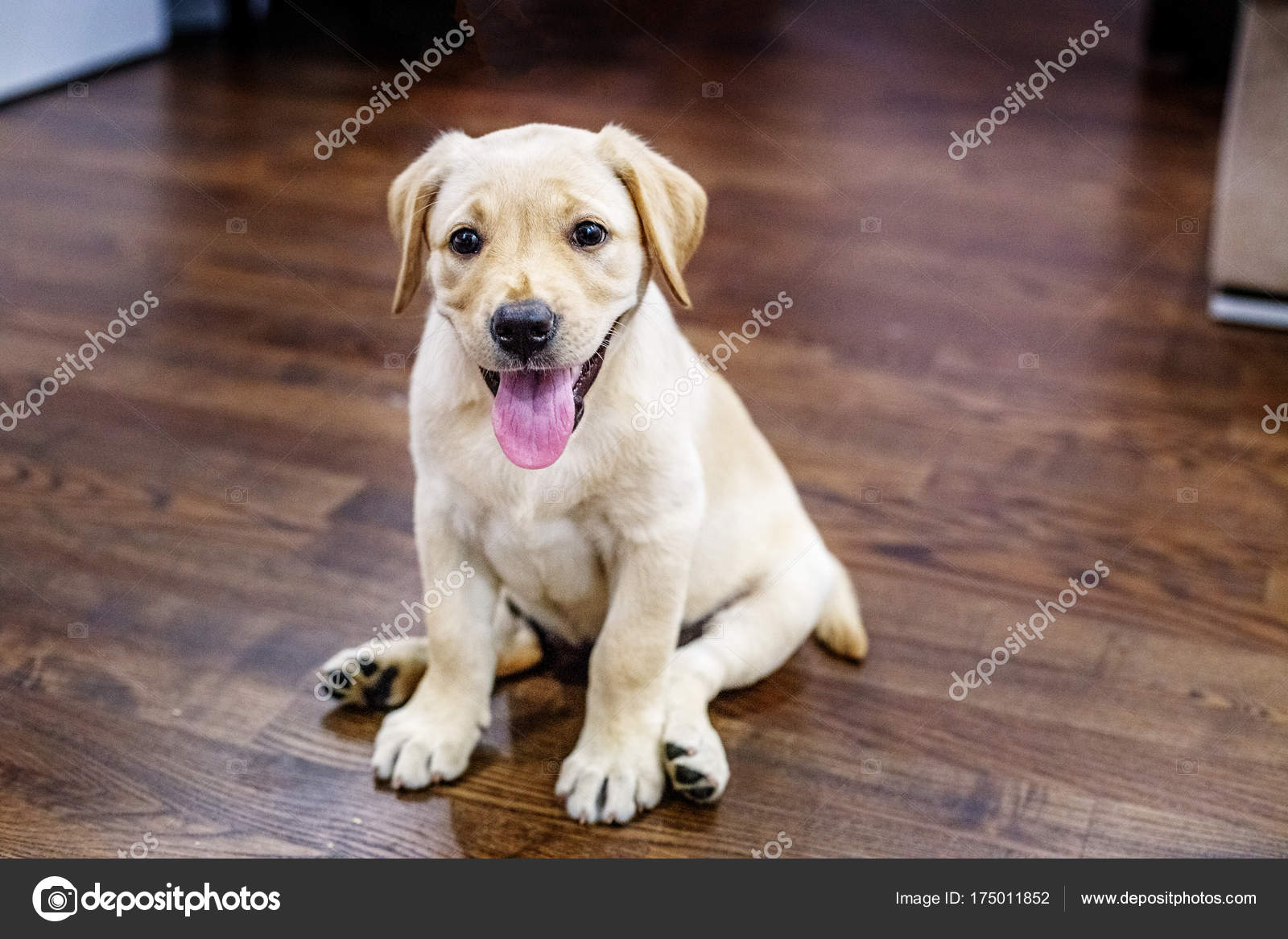 Little puppy labrador. Home. The concept of pets. — Stock Photo ...