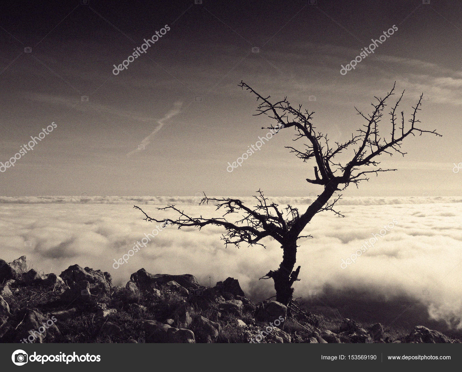 Lonely tree. melancholy mood — Stock Photo © olegbreslavtsev #153569190