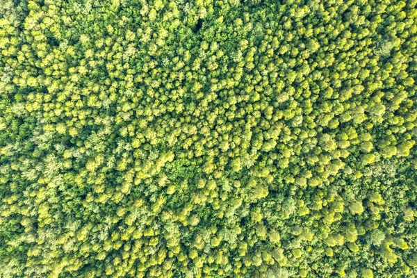 Rainforest top down Stock Photos, Royalty Free Rainforest top down ...