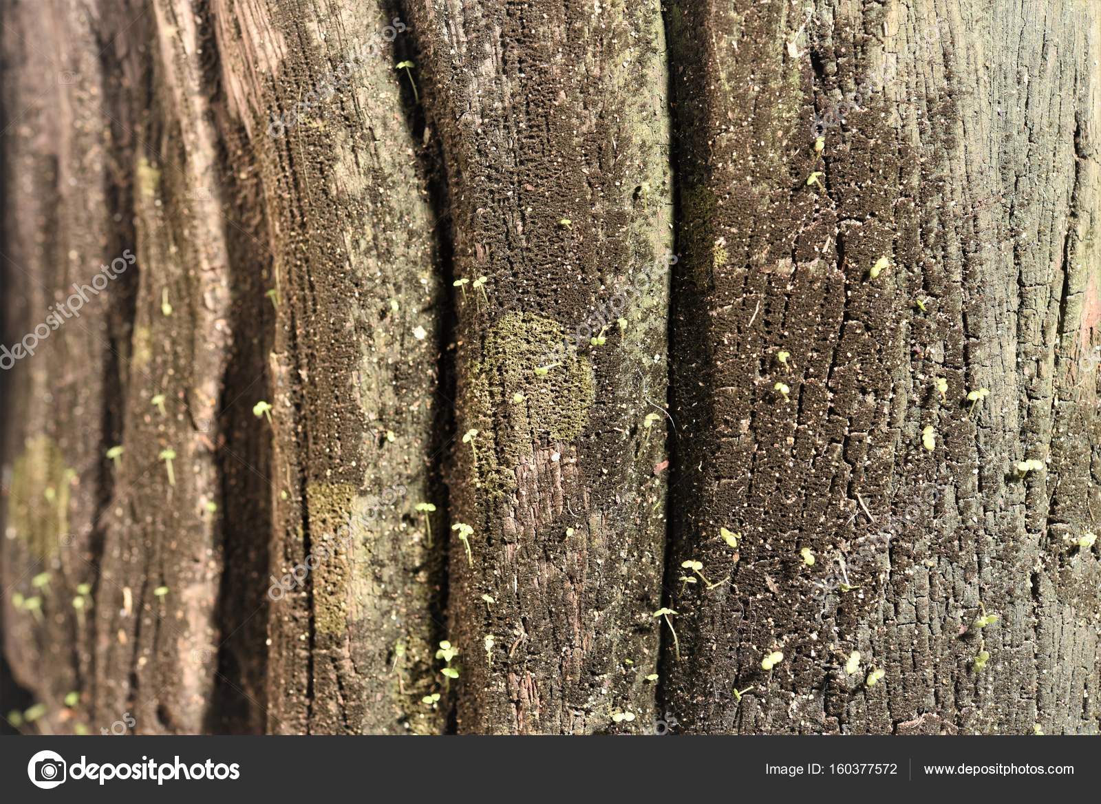 Old tree trunk texture Stock Photo by ©srisomthavil@gmail.com 160377572