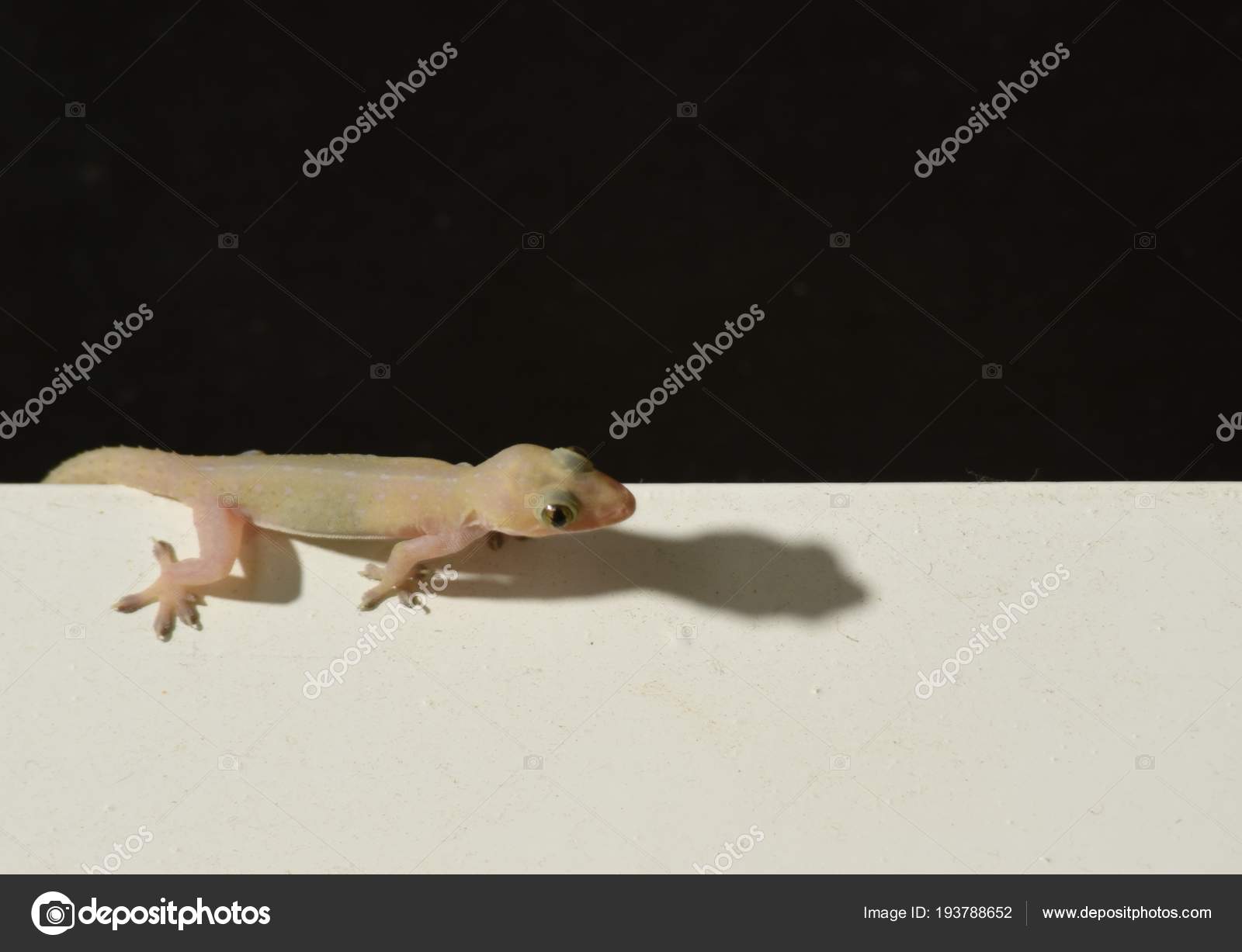 Young Lizard Climbing Wall Looking Insect — Stock Photo © srisomthavil ...