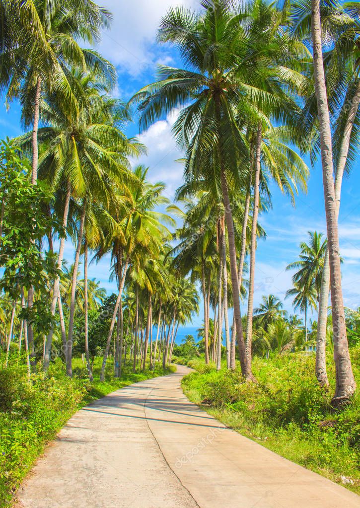 Tropical island traveling landscape. Empty road and palm trees. — Stock ...