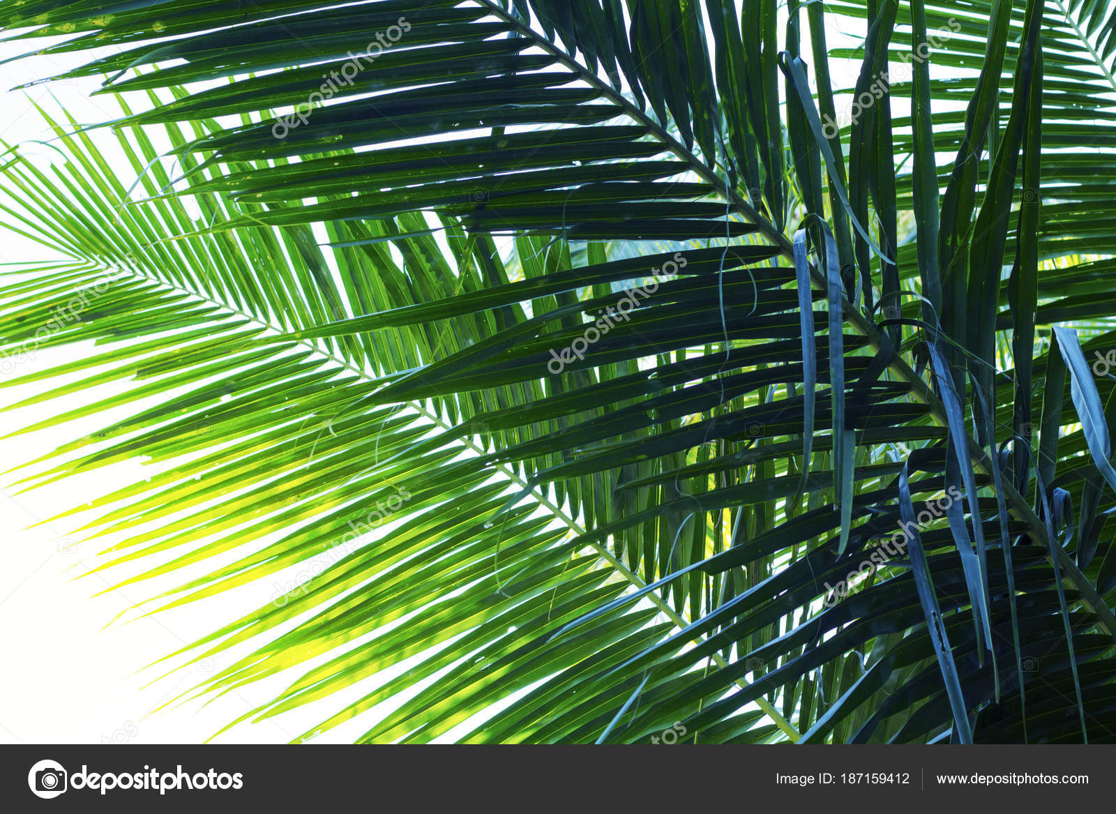 Coconut palm tree leaf photo. Coco leaf silhouette closeup. Abstract ...