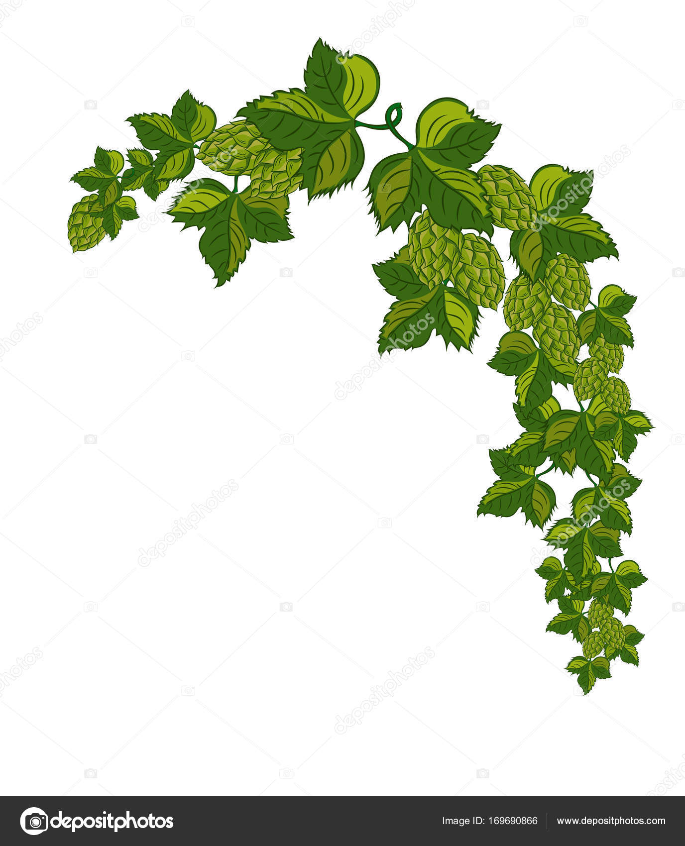 Hop Vine Illustration