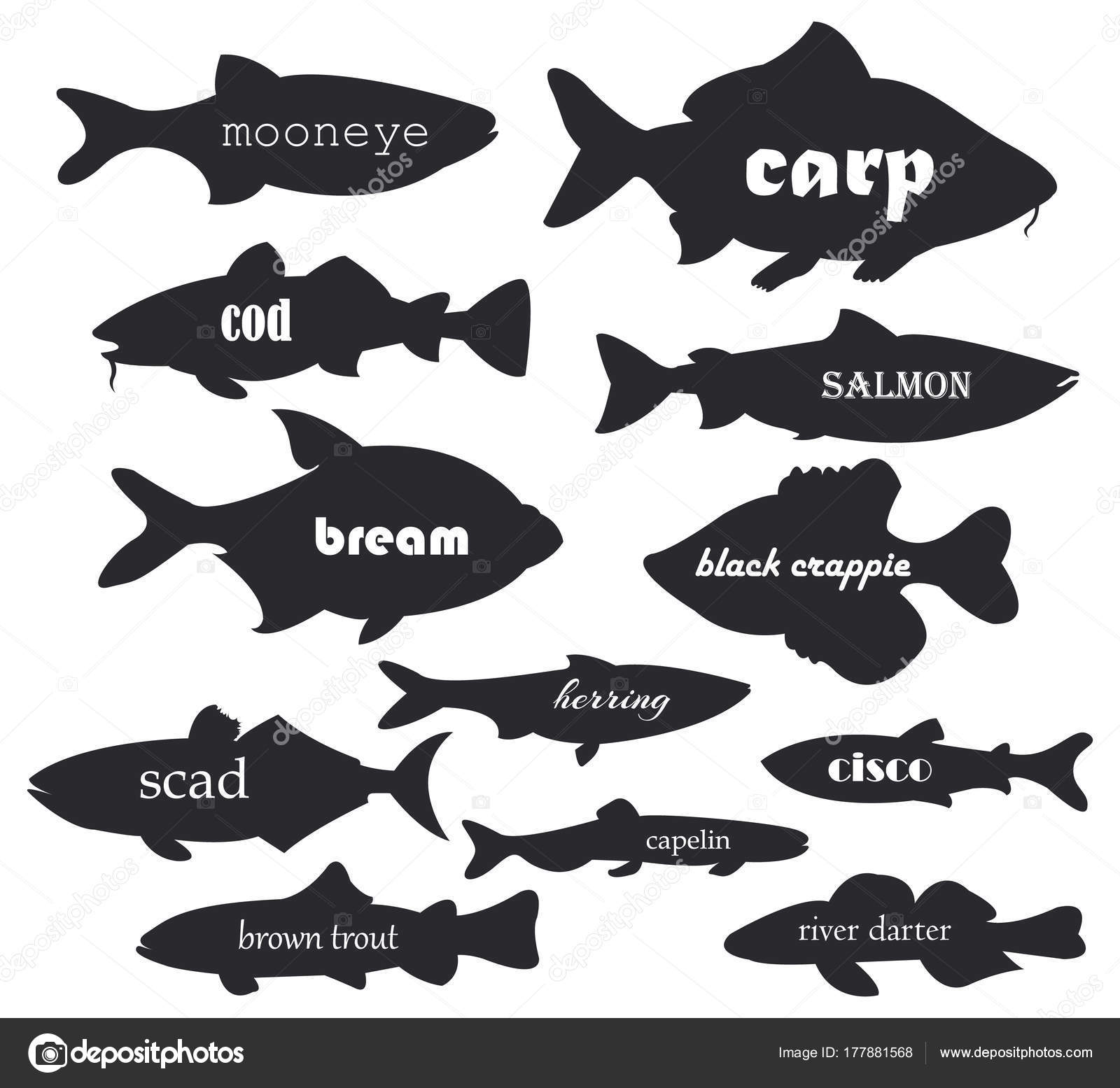 Siluet vektor ikan komersial dengan nama kaligrafi. Ilustrasi dari ...