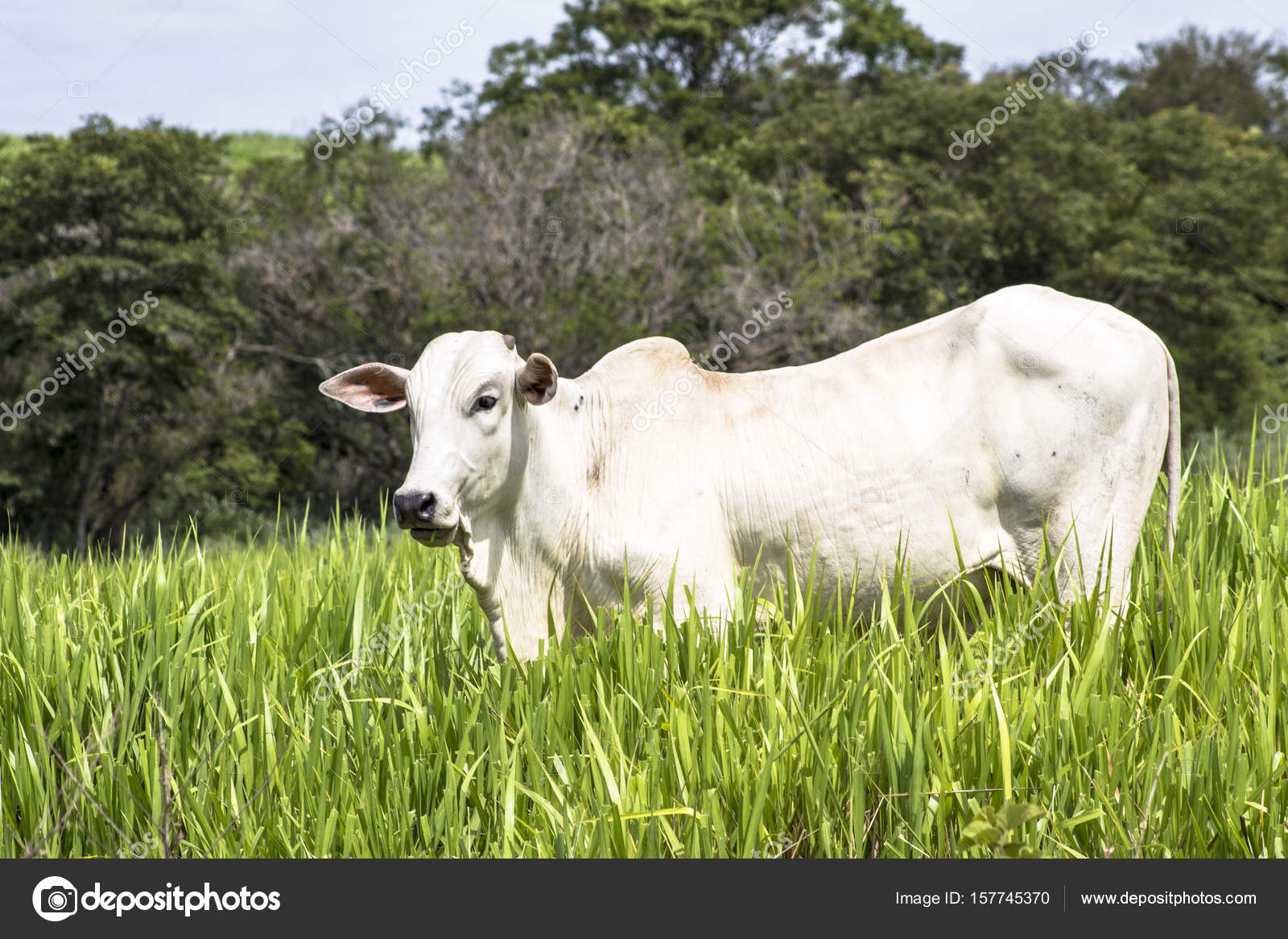 Herd Nelore Cattle Grazing Pasture Stock Photo by ©alfribeiro 157745370