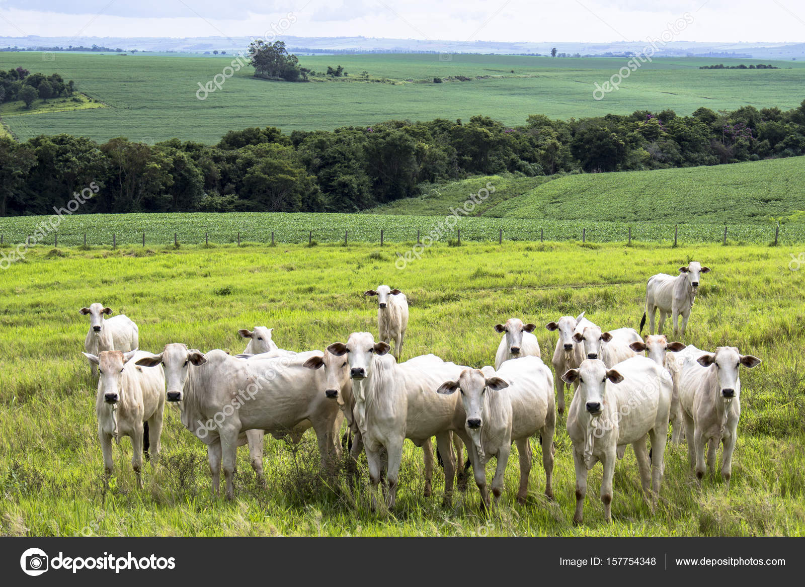 Herd of Nelore cattle grazing in a pasture Stock Photo by ©alfribeiro ...