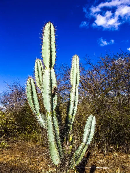 Fotos de Mandacaru cacti, Imagens de Mandacaru cacti sem royalties ...