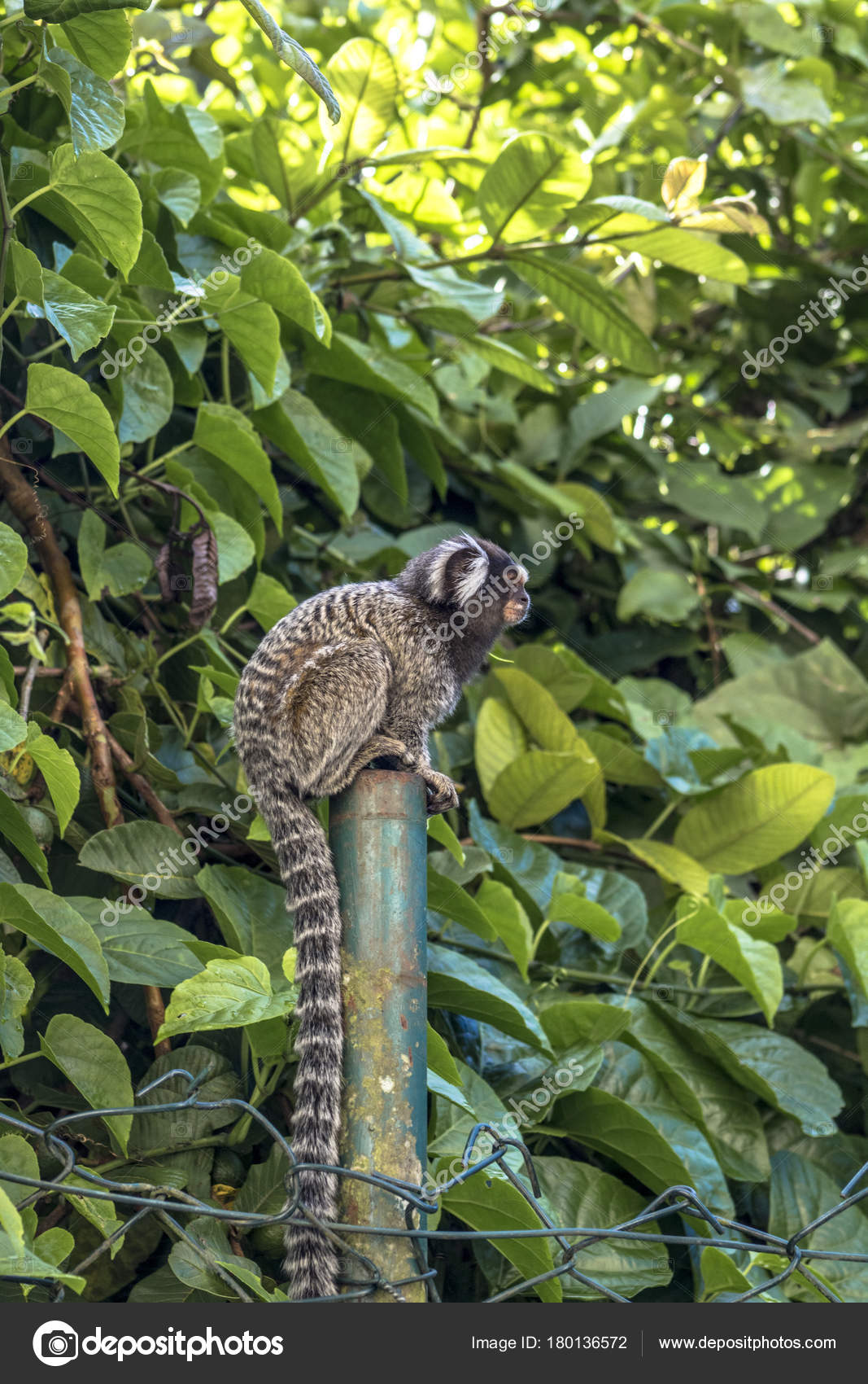 Small Monkey Popularly Known White Tailed Sagittarius Callithrix ...