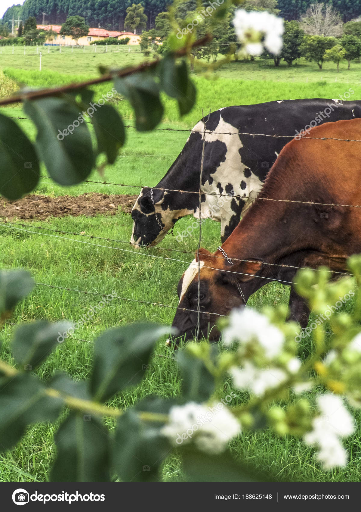Dairy Cows Beautiful Green Grass Pasture Farm Scene — Stock Photo ...