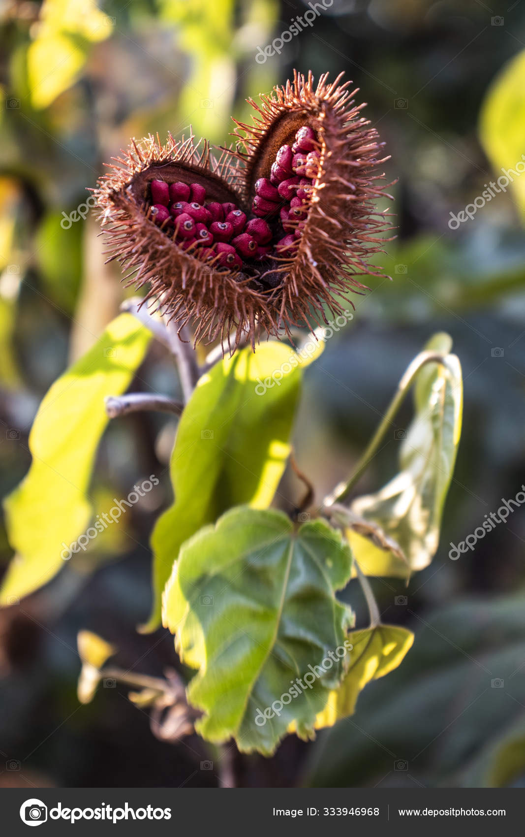 Achiote Bixa Orellana Arbusto Grande Pequeño Árbol Produce Frutos Rojos ...