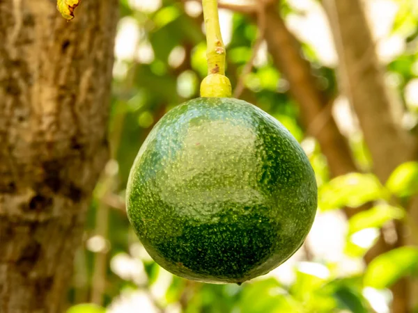 Growing avocado pear Stock Photos, Royalty Free Growing avocado pear ...