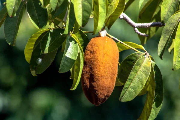 Monguba Fruit Pachira Aquatica Popularly Known Munguba Wild Cacaoon ...