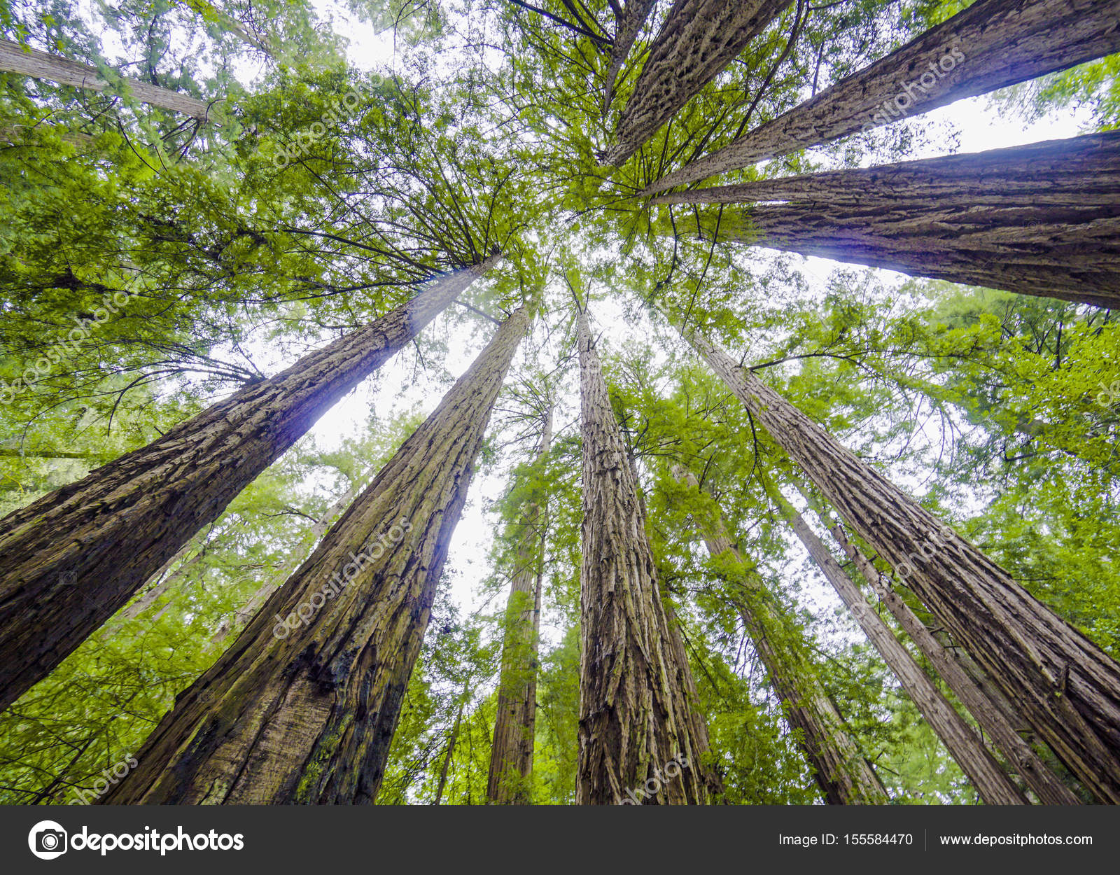 The giant trees of the Redwood Forest Stock Photo by ©4kclips 155584470