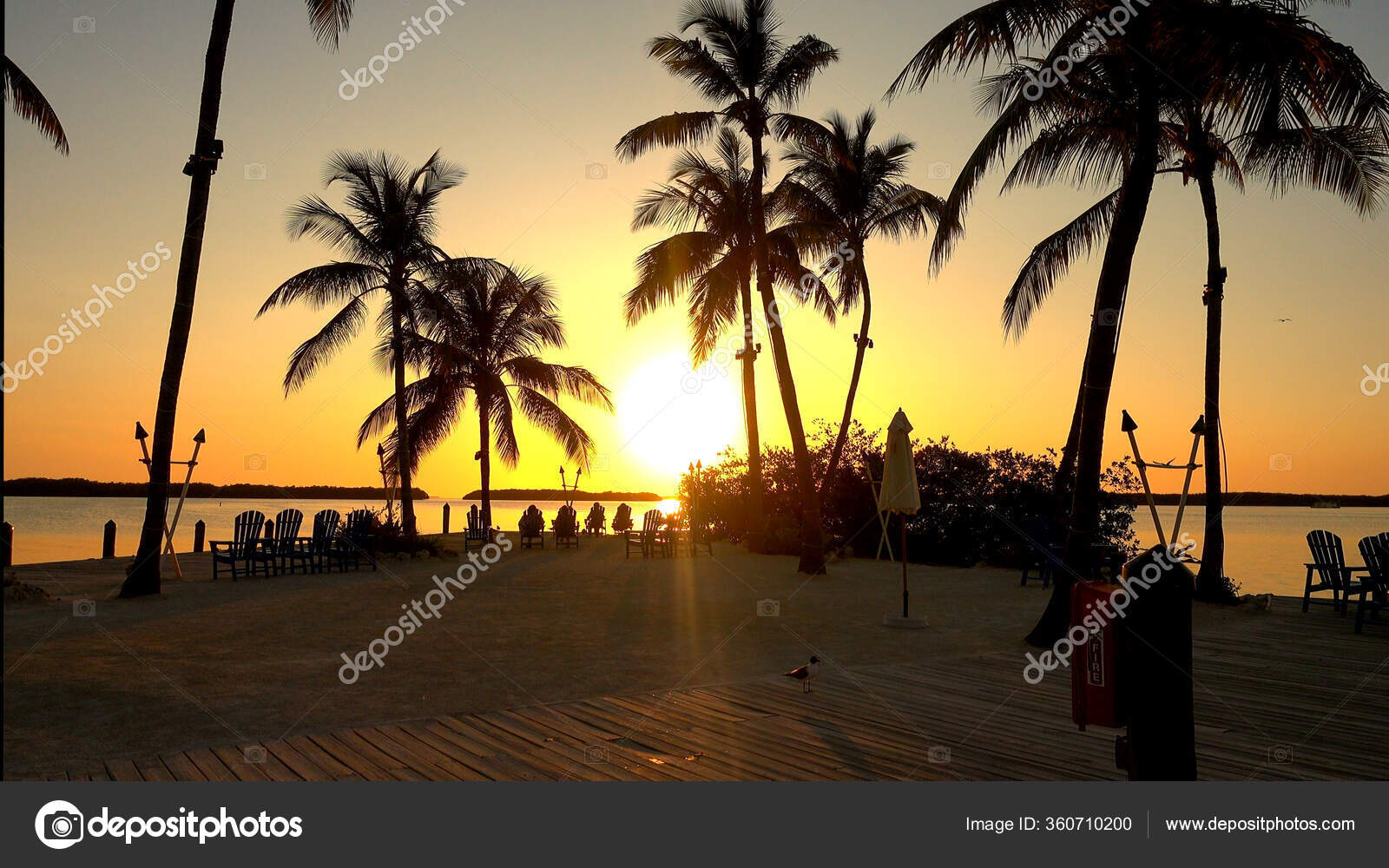 Palm trees in the backlight on a Paradise Bay in USA- ISLAMORADA, USA ...