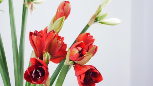Set Four Bouquets White Flowers Lilies Valley Isolated White Background ...