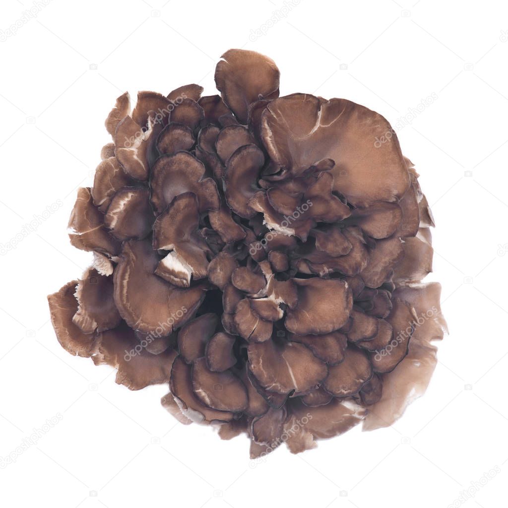 Hongos medicinales mejoradores inmunes orgánicos maitake 2024