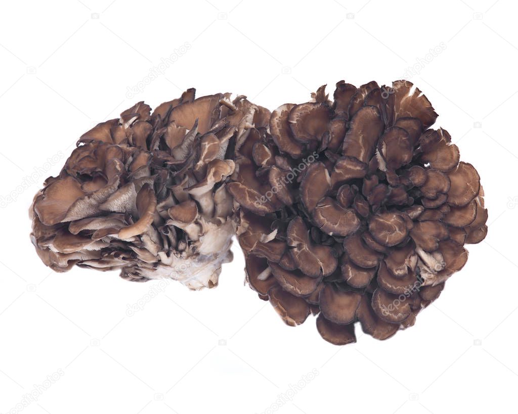 Hongos medicinales mejoradores inmunes orgánicos maitake 2022