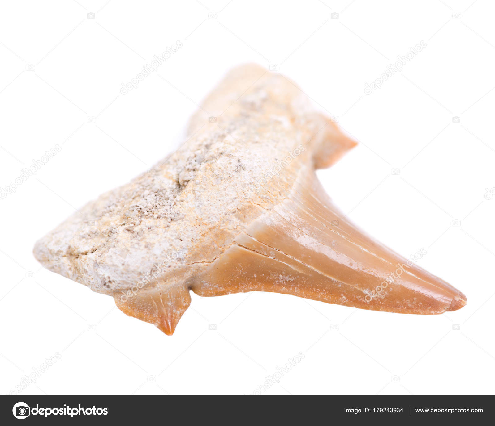 Authentic Fossilized Prehistoric Shark Tooth Morocco Isolated White ...