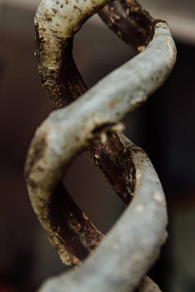 Double helix tree Stock Photos & Royalty-Free Images | Depositphotos