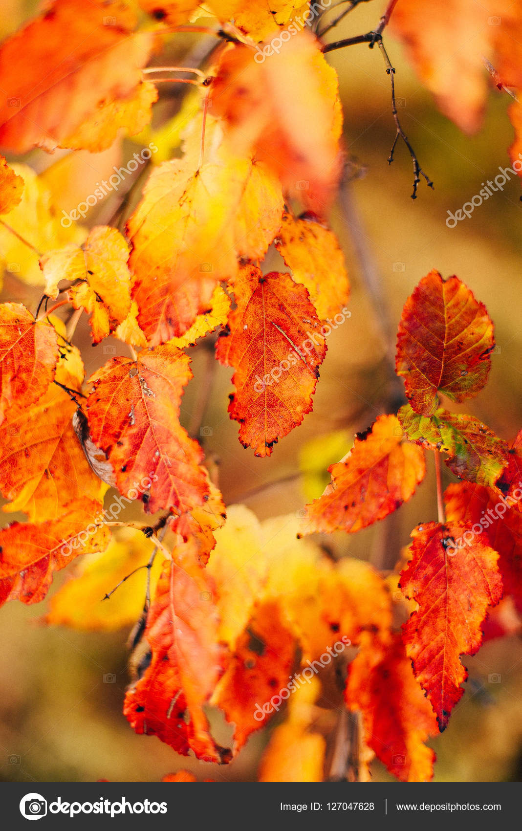 Background texture of yellow leaves autumn leaf background. Yell Stock ...