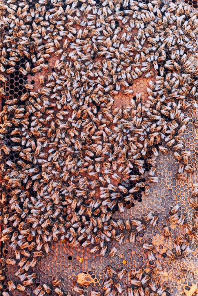 Marcos de una colmena de abejas. Apicultor cosechando miel. El fumador ...