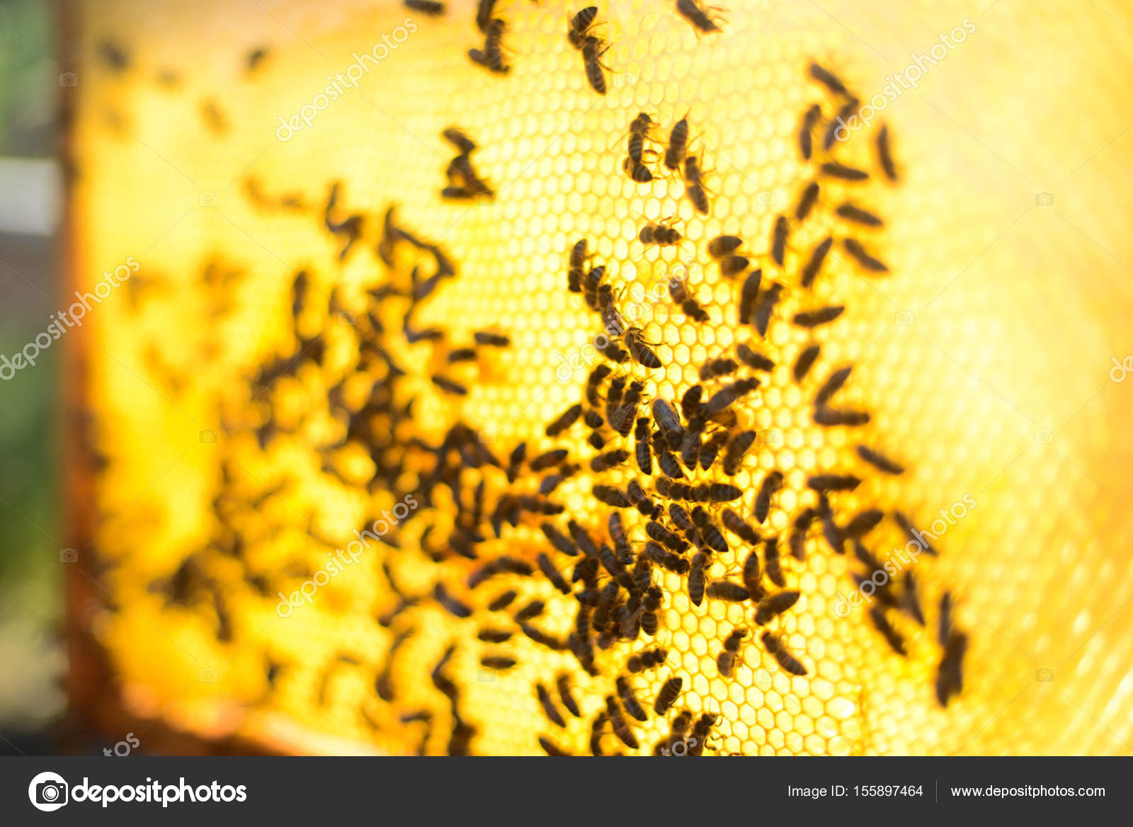 Marcos de una colmena de abejas. Apicultor cosechando miel. El fumador ...