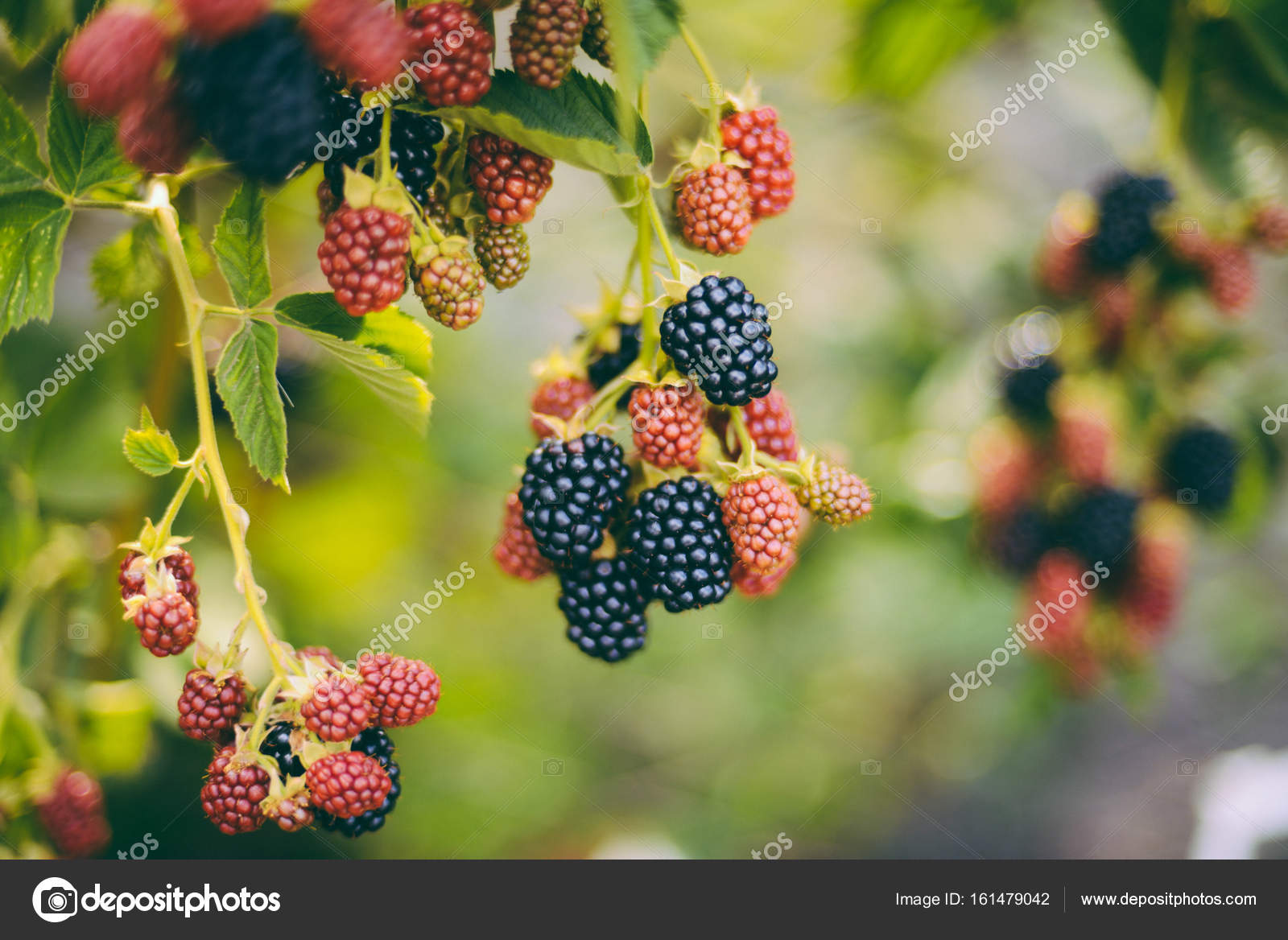 Hands picking blackberries during main harvest season with baske ...