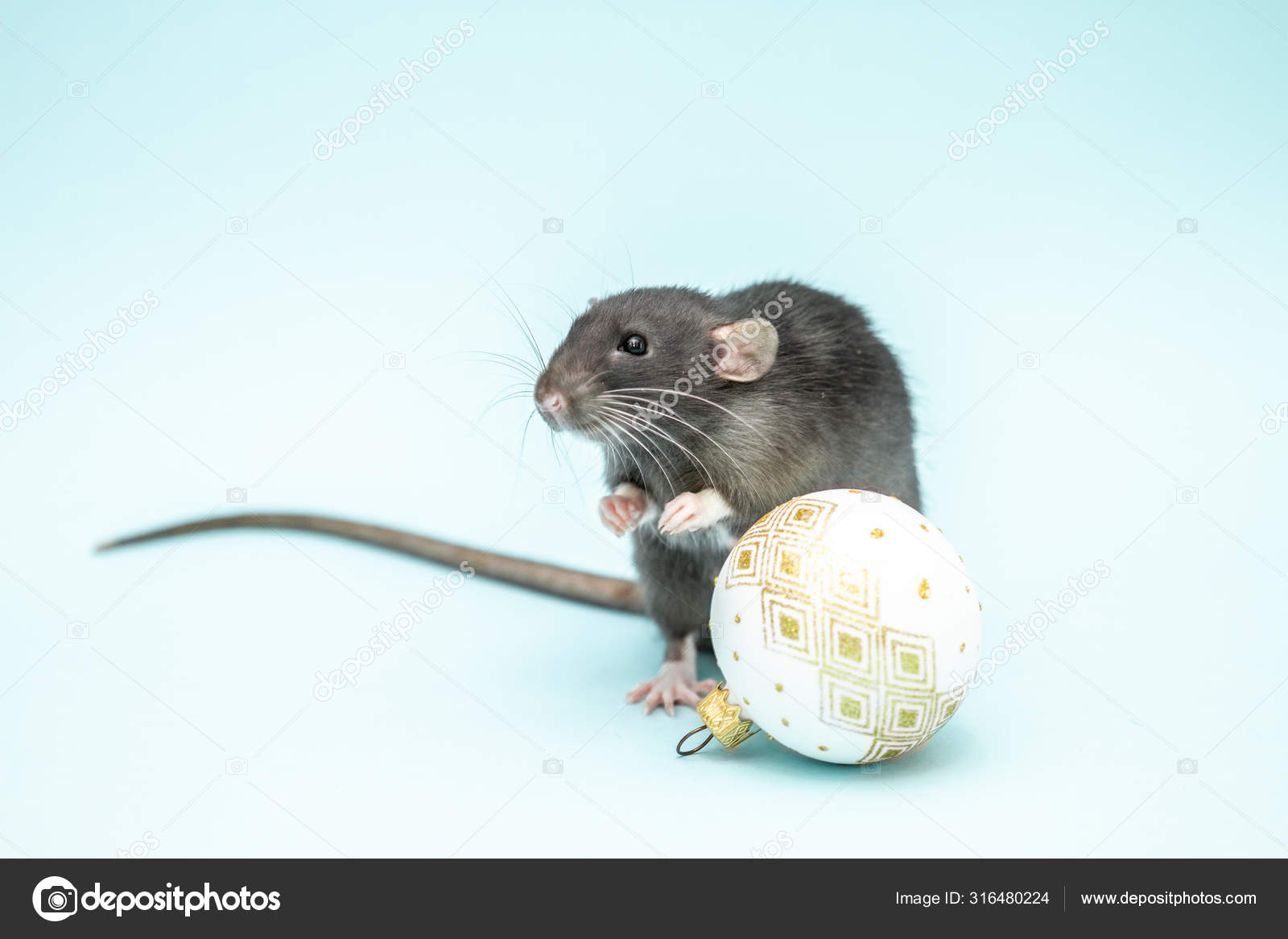 Small Fluffy Black Rat Sits Blue Background Christmas Ball Animal Stock ...