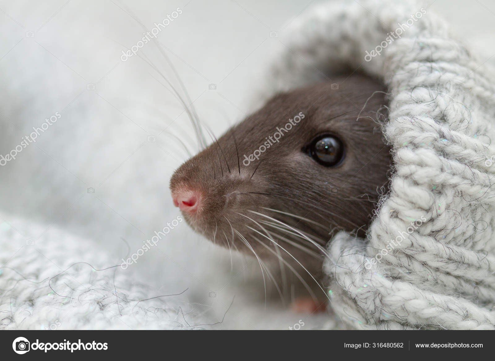 Black Fluffy Rat Symbol 2020 Animal Sitting Sleeve Gray Sweater Stock ...