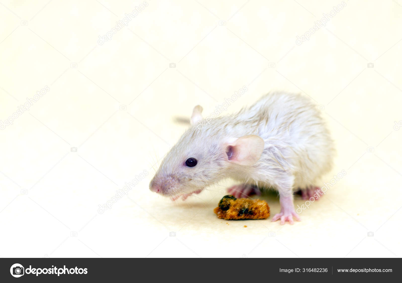 Little White Fluffy Rat Symbol 2020 Pet Sits Yellow Background Stock ...