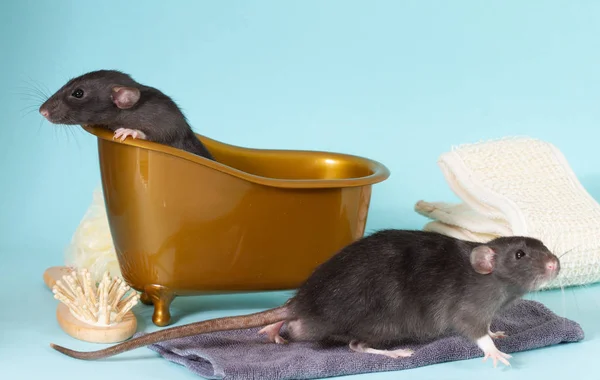 Black Fluffy Rat Symbol 2020 Animal Sits Brown Toy Bath Stock Photo by ...