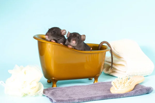 Black Fluffy Rat Symbol 2020 Animal Sits Brown Toy Bath Stock Photo by ...