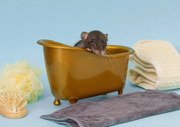 Black Fluffy Rat Symbol 2020 Animal Sits Brown Toy Bath Stock Photo by ...