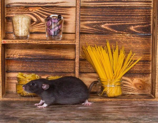 Gnawing Stock Photos, Royalty Free Gnawing Images | Depositphotos®