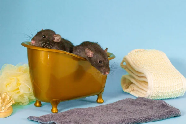 Rats animal Stock Photos, Royalty Free Rats animal Images | Depositphotos®