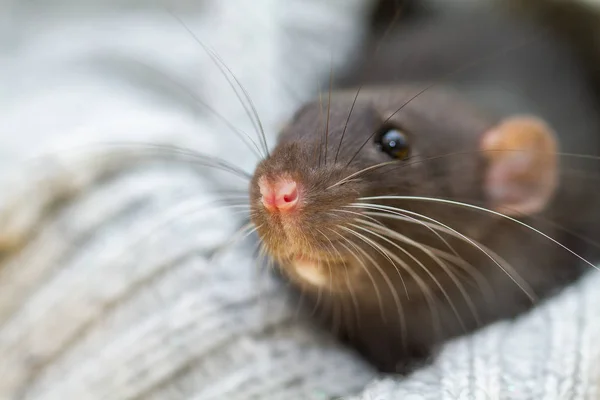 Black Fluffy Rat Symbol 2020 Animal Sitting Sleeve Gray Sweater Stock ...