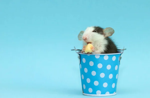 ᐈ Blue rat cartoon character stock photos, Royalty Free blue rat images ...