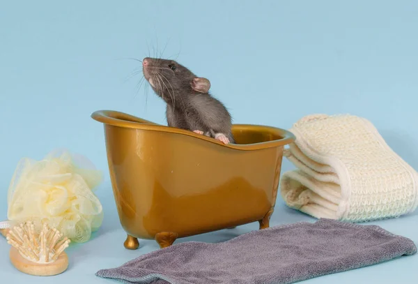 Fat rat Stock Photos & Royalty-Free Images | Depositphotos