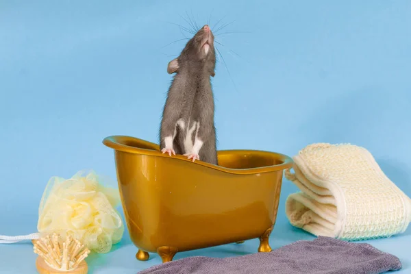 Fat rat Stock Photos & Royalty-Free Images | Depositphotos