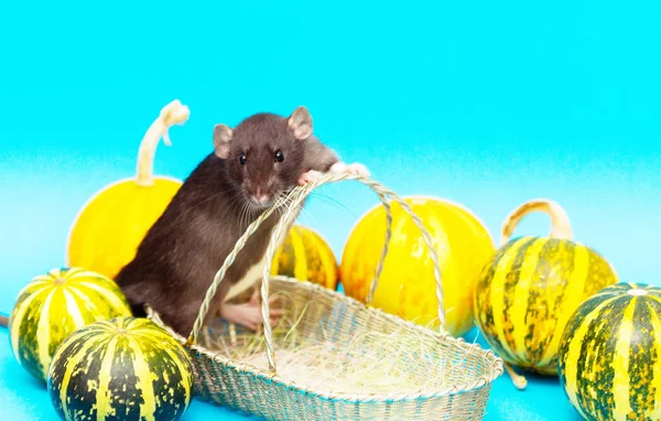 Fat rat Stock Photos & Royalty-Free Images | Depositphotos