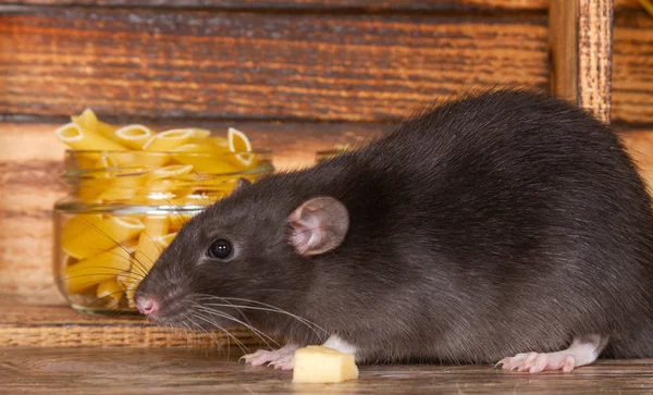 A nose to congratulate Stock Photos, Royalty Free A nose to ...