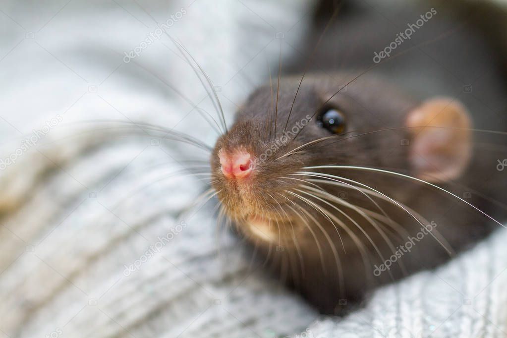 La rata peluda negra es un símbolo de 2020. El animal está sentado en ...